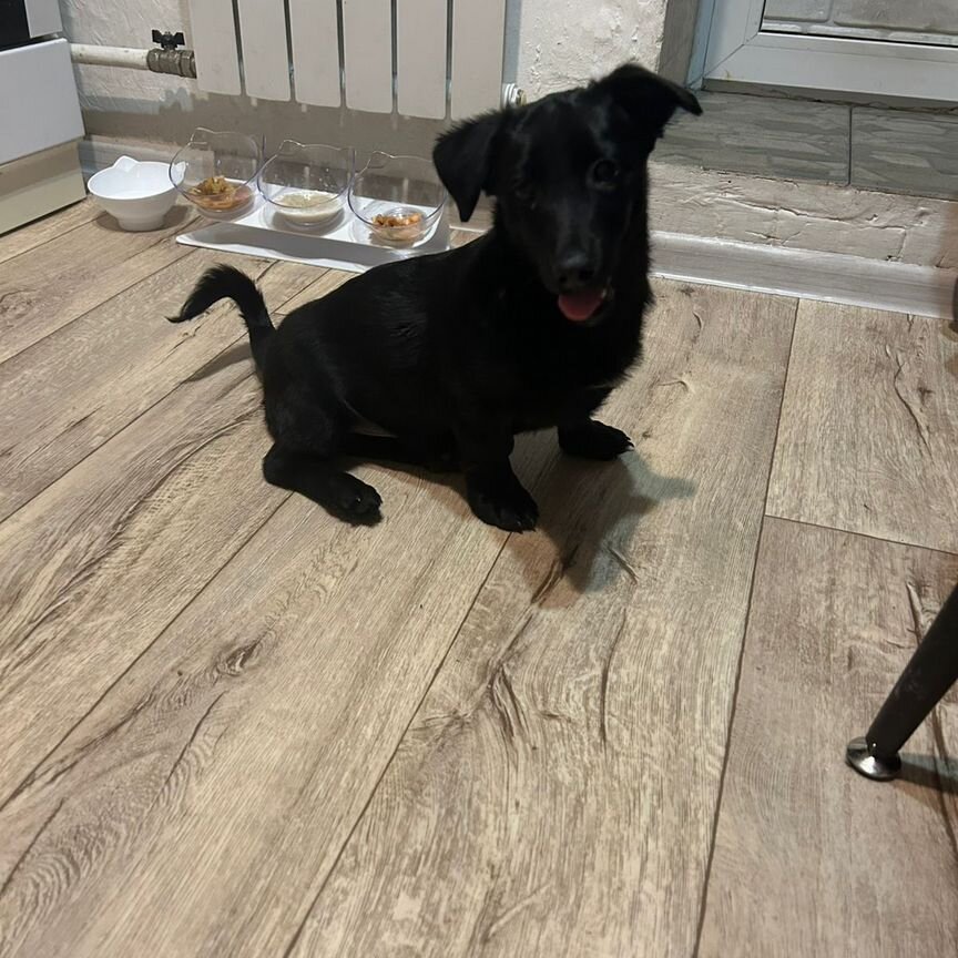 Собачка ищет дом