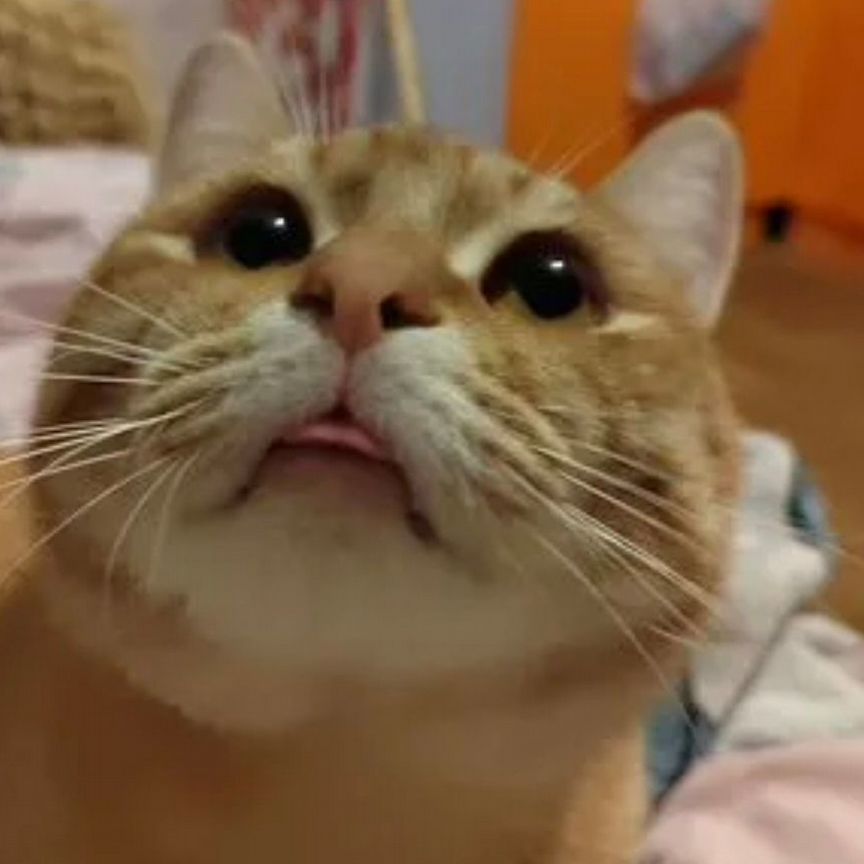 Взрослый кот в добрые руки