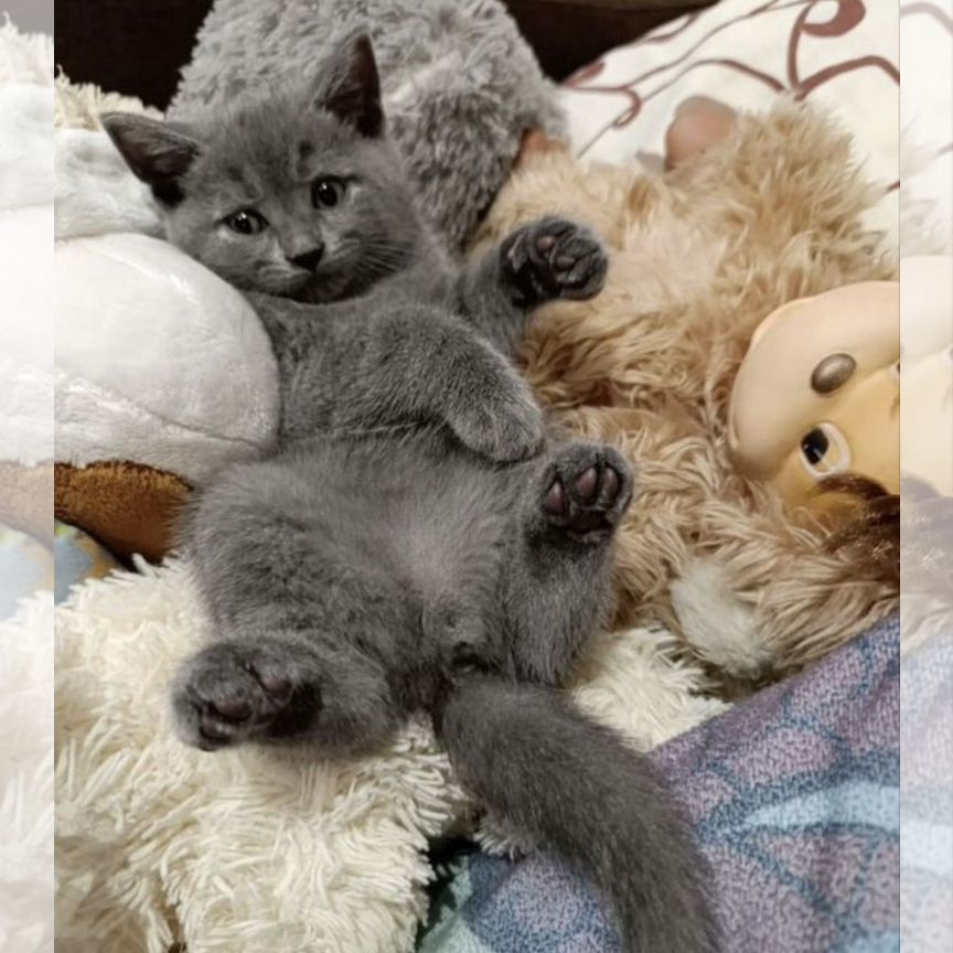 Шотландские прямоухие кот