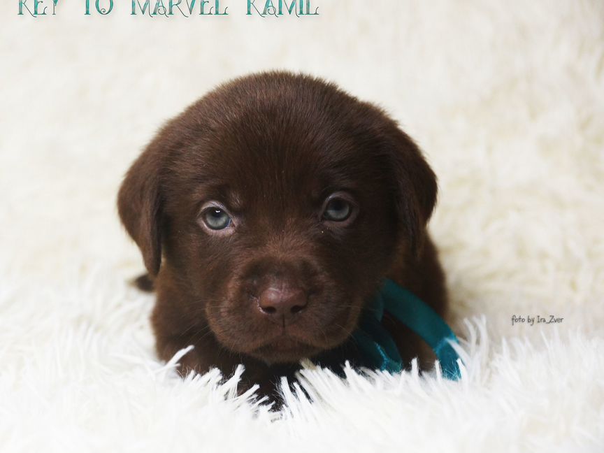 Наши сладкие шоколадки