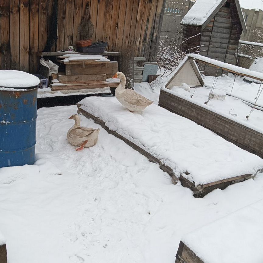 Продам пару гусей Линда