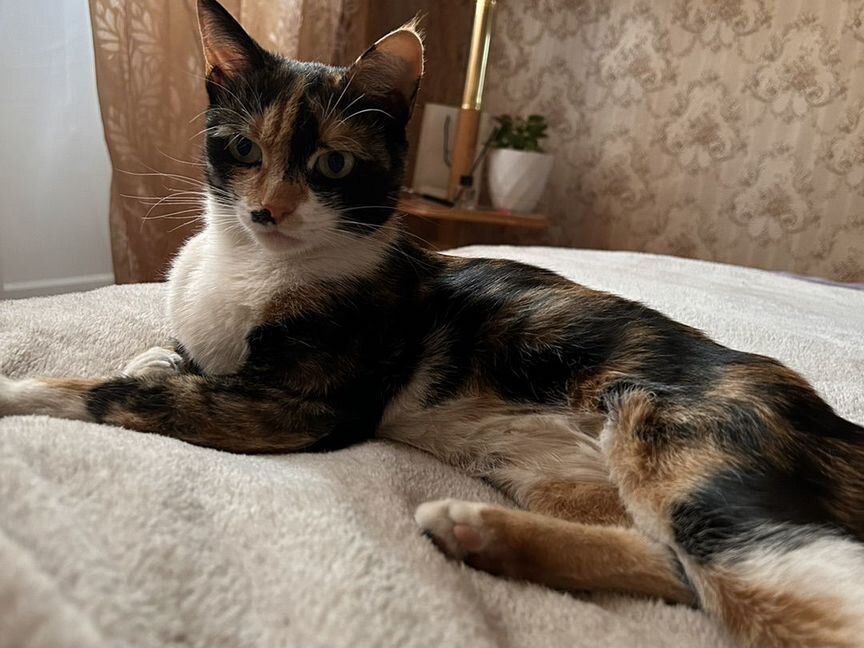 Кошки в добрые руки бесплатно