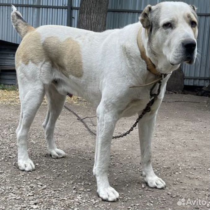 Вязка кобель Алабай