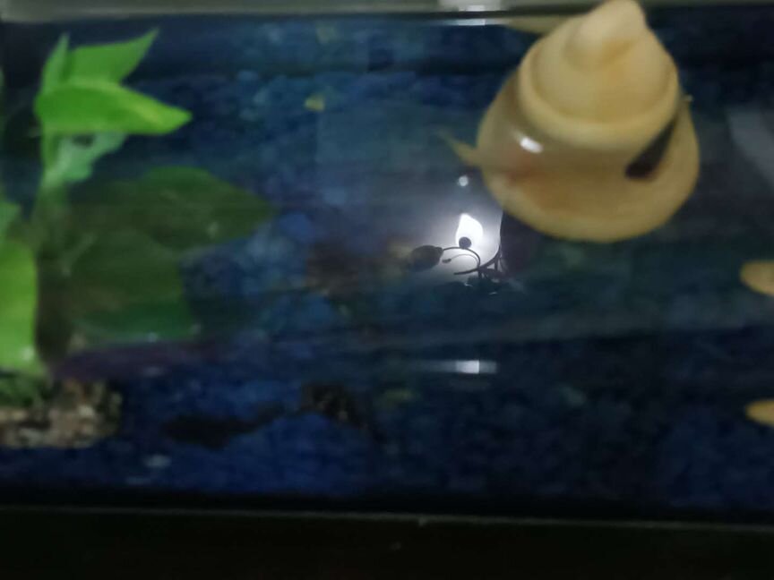 Сомики