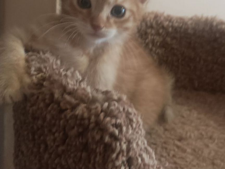 Весёлый умный Рыжик)