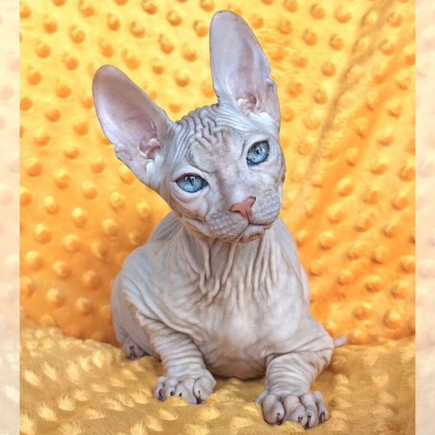 Котёнок из питомника