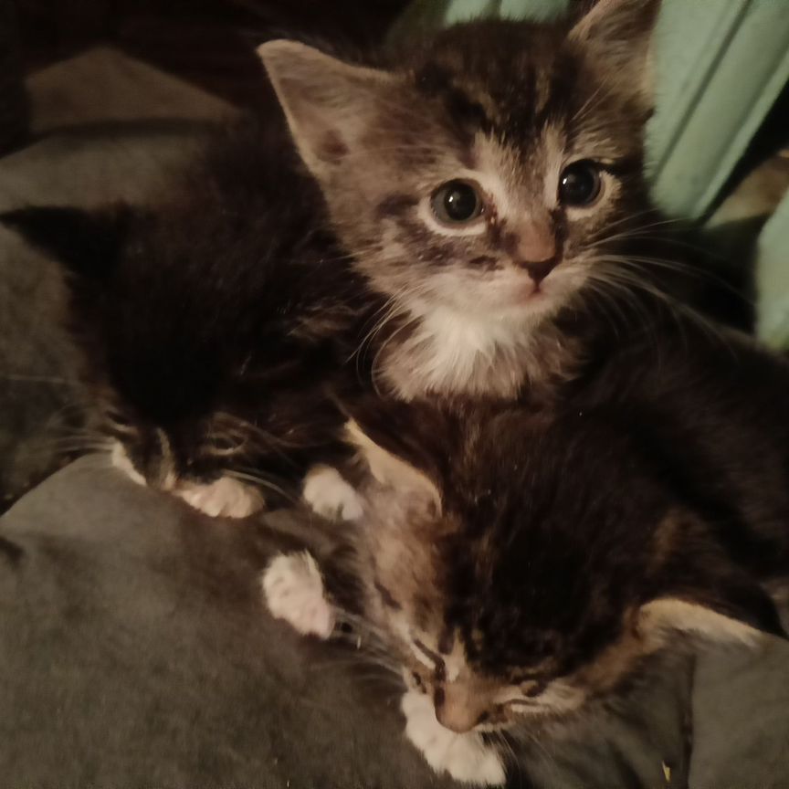 Корнуэльские пикси ищут дом