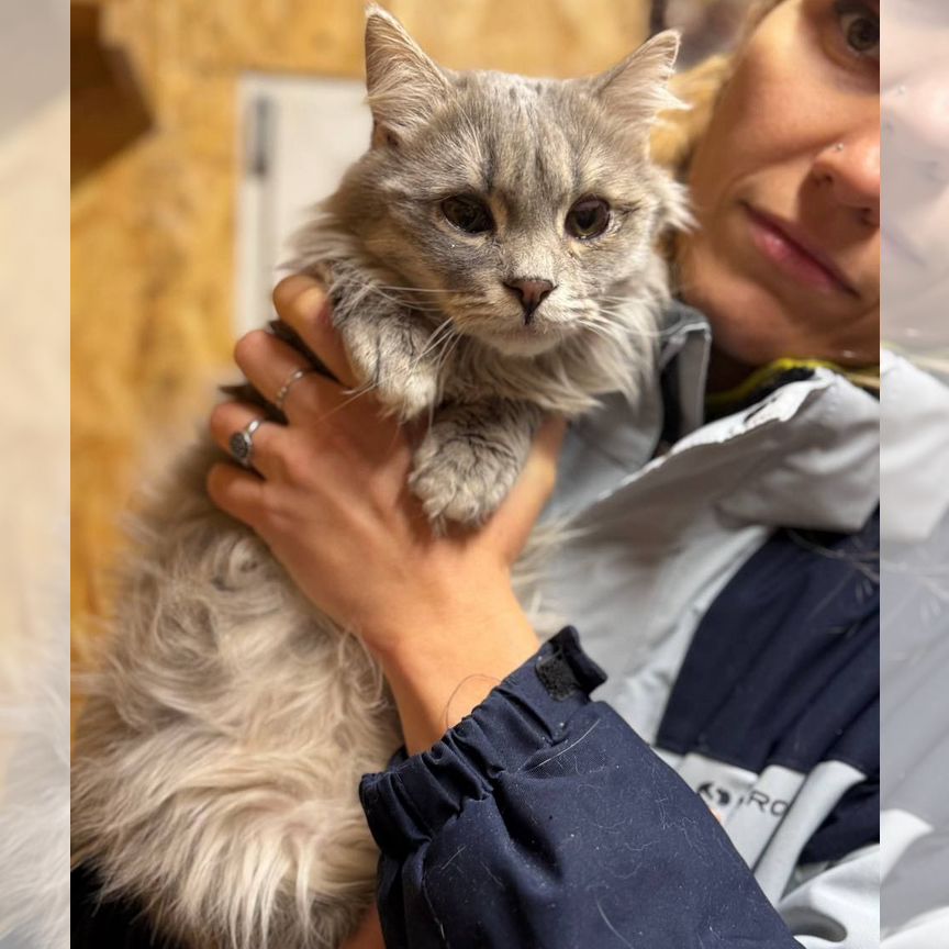 Взрослый кот в добрые руки