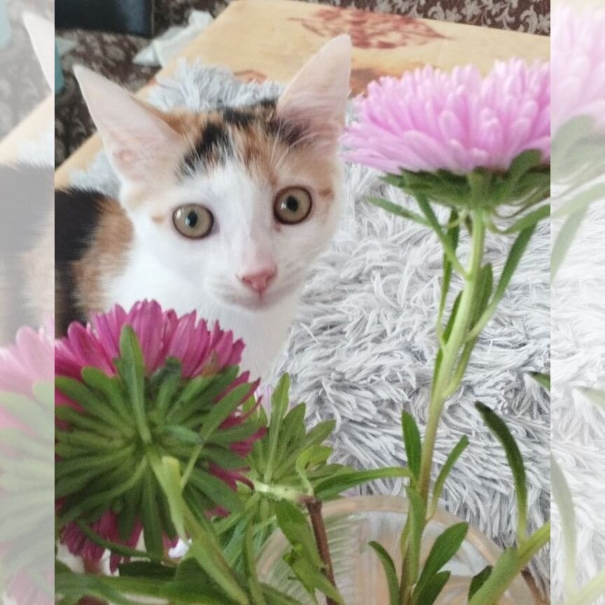 Кошка Лапка, 3 мес