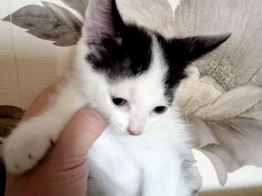 Кошка в дар