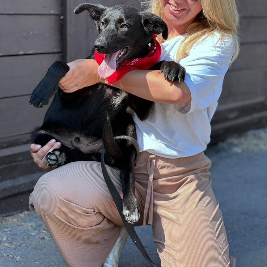 Маффин щенок из приюта ждёт родителей