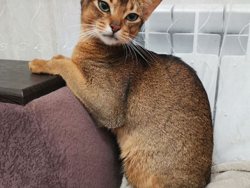 Абиссинская кошка