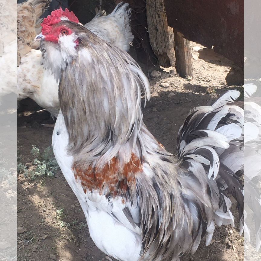 Цыплята Амераукана