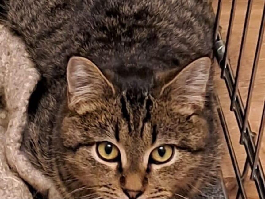 Братики котята Павлик и Миша