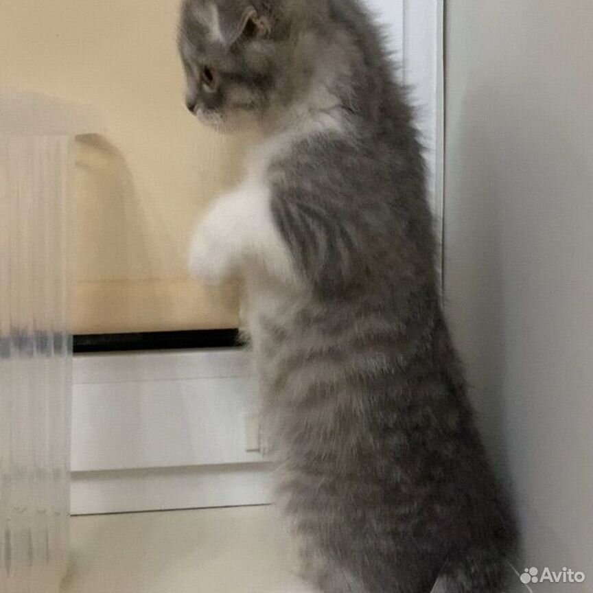 Котенок с вещами