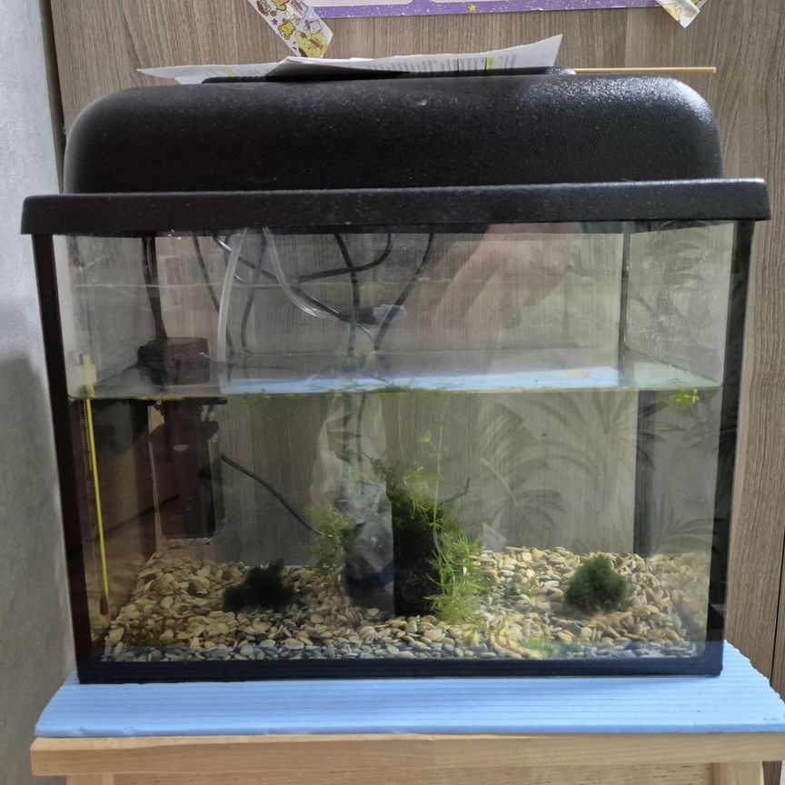 Аквариум 15 литров с креветками