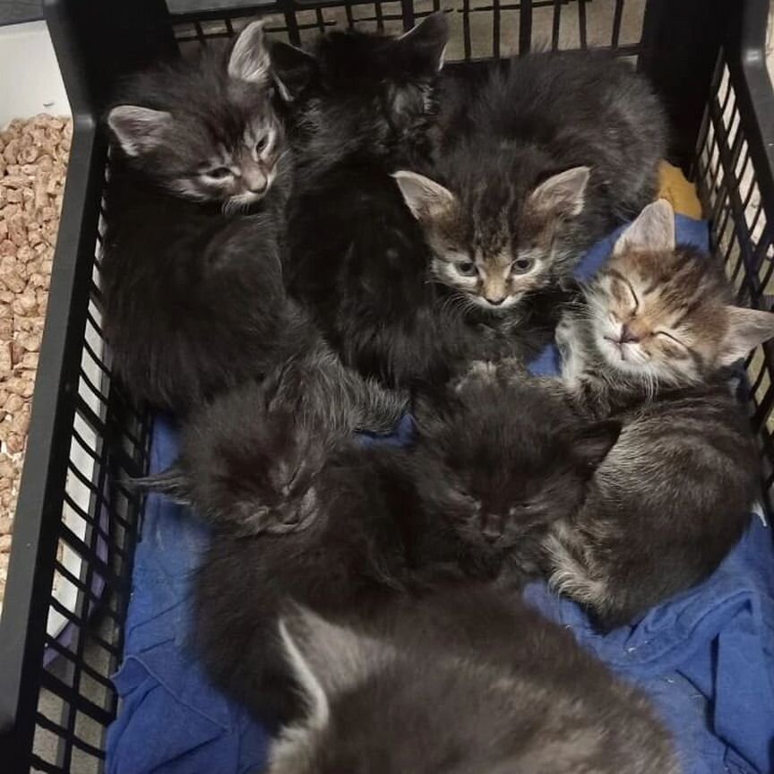 Котята в добрые руки