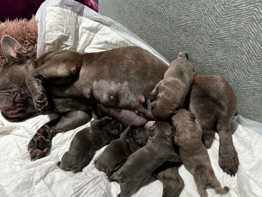 Щенки французского бульдога