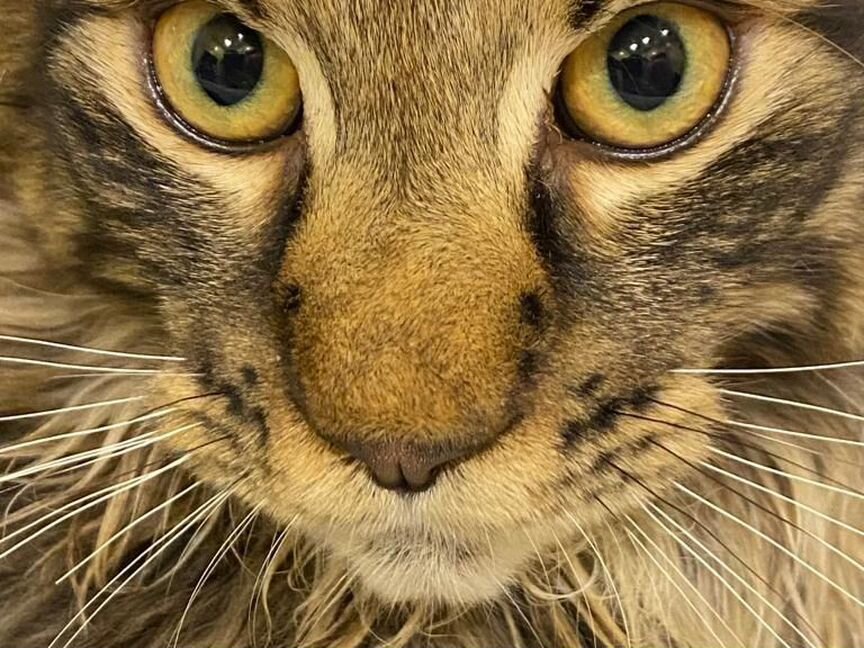 Продам Мейн-куна