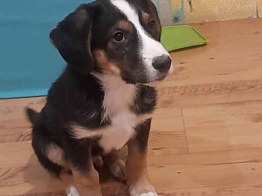 Нашли щенка. Травис