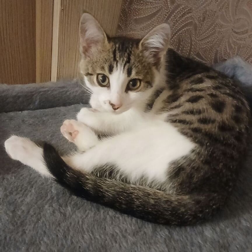 Котик бесплатно