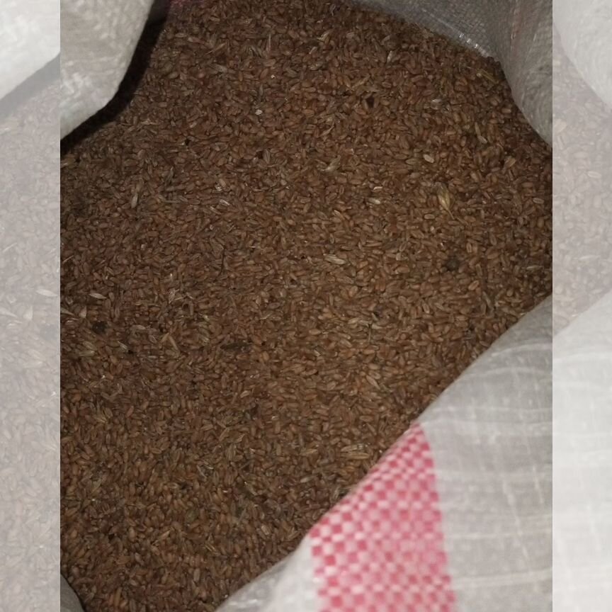 Зерно пшеница фуражное