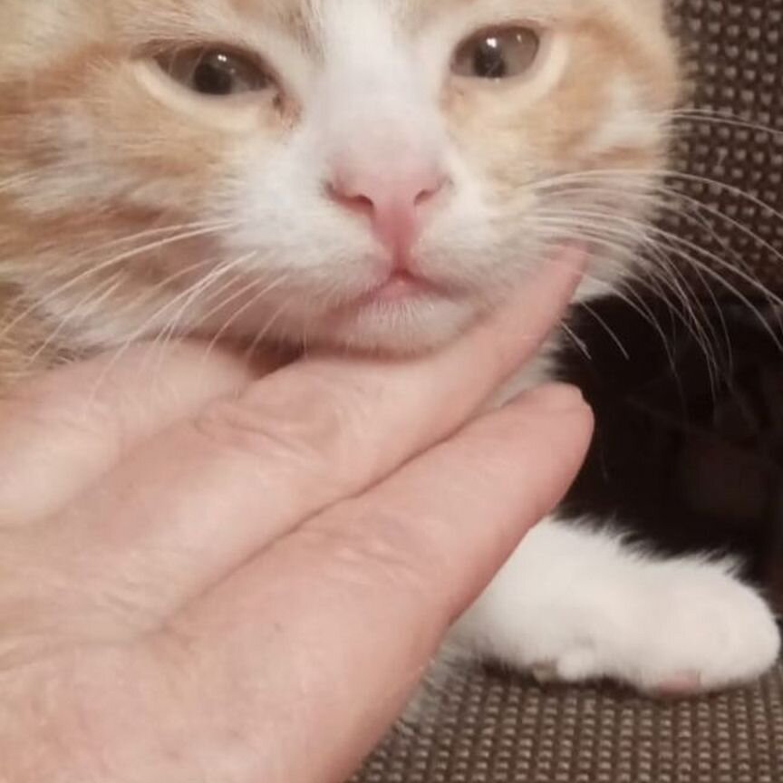 Котёнок бело-рыжий 2 месяца