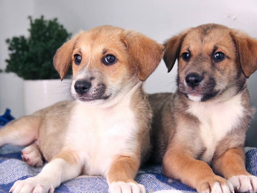 Щенок в добрые руки маленькой собаки