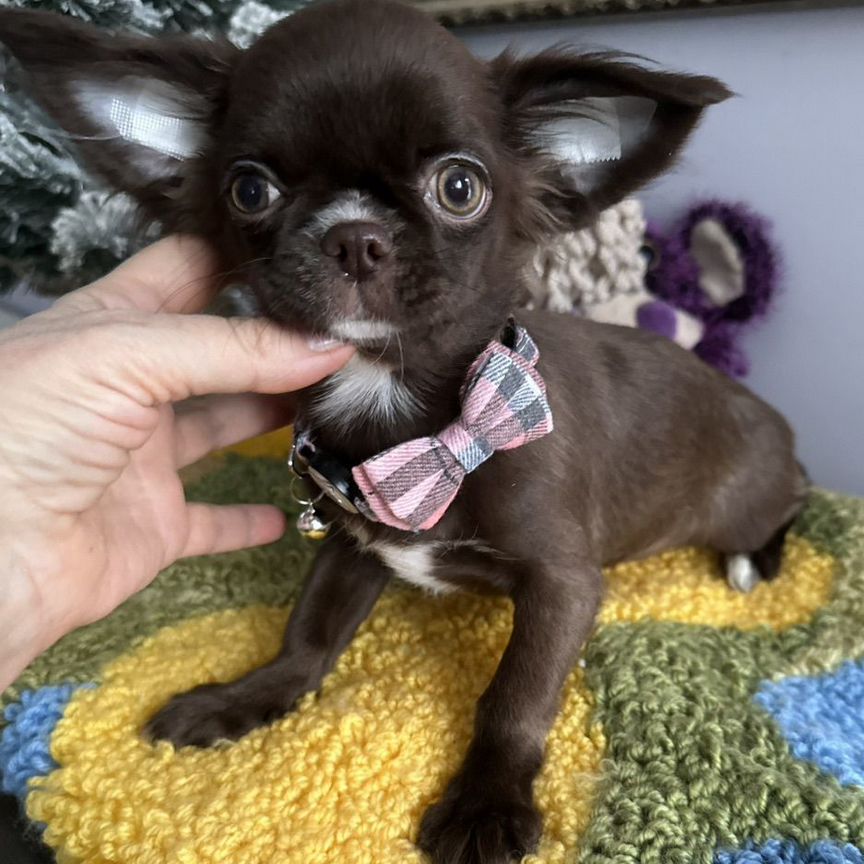 Чихуахуа, щенок