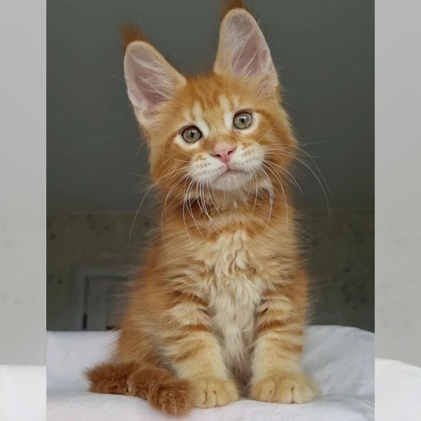 Котята мейн-кун