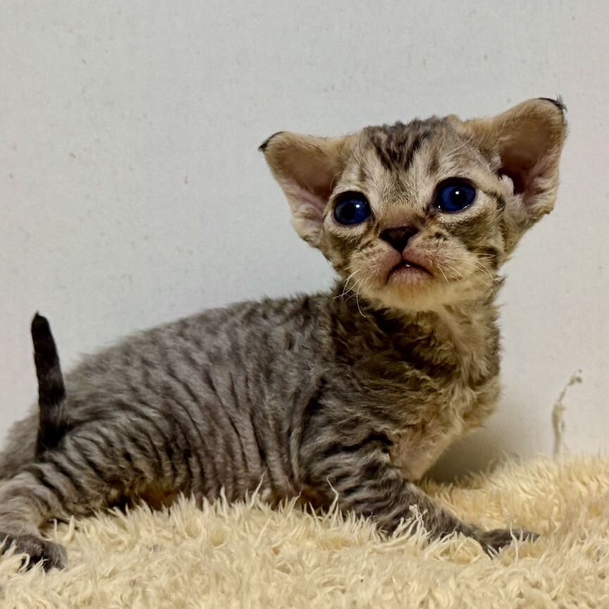 Котята девон рекс