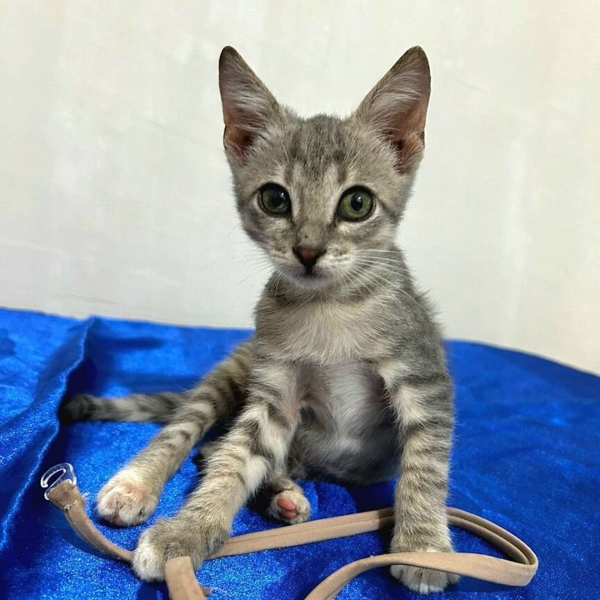 Барсик в дар