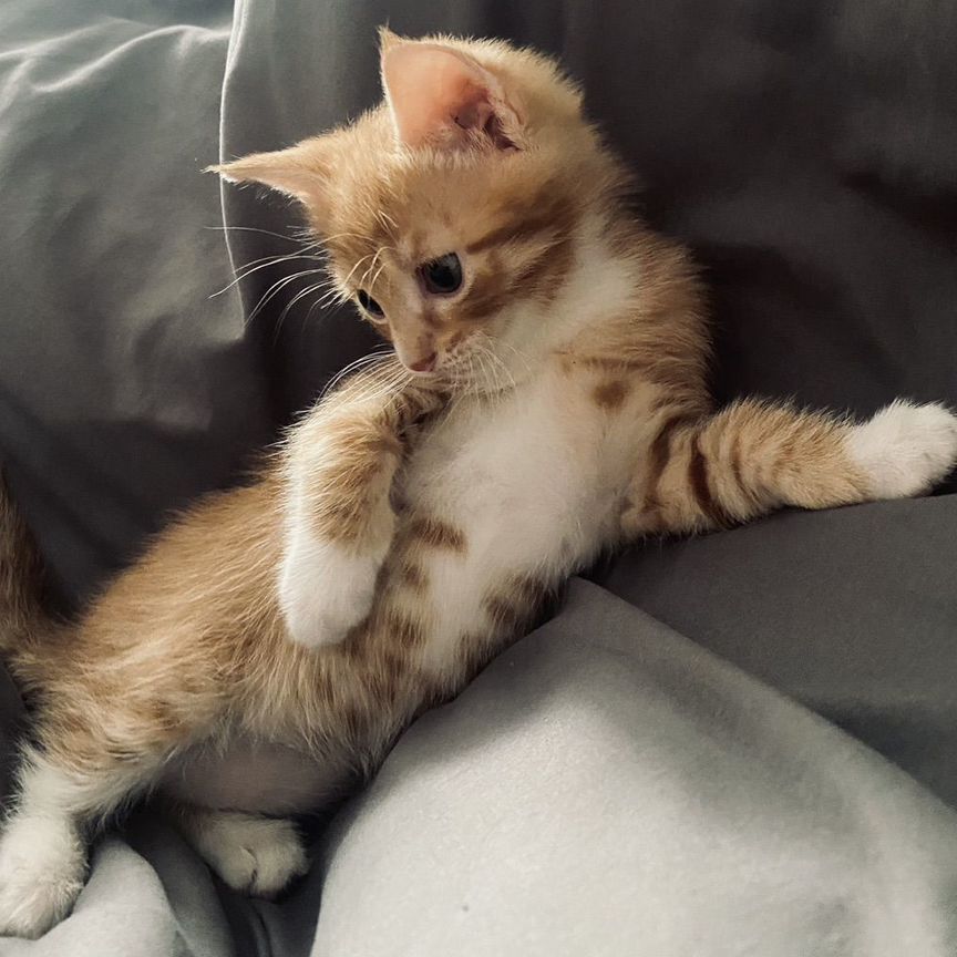 Котёнок в добрые руки