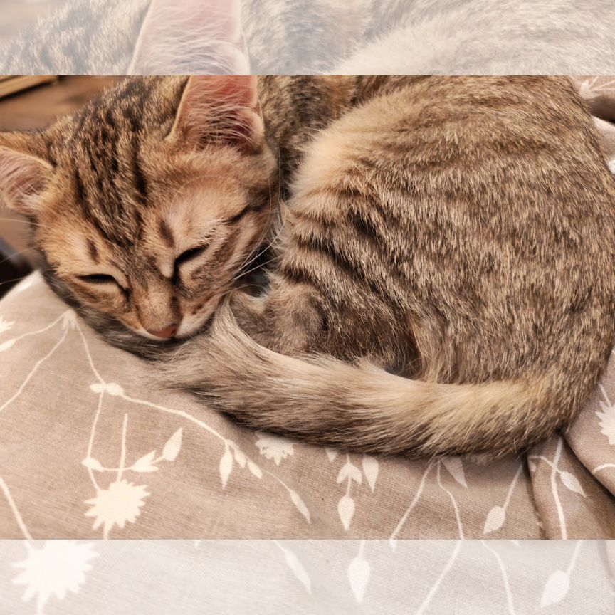 Европейский короткошёрстный котёнок