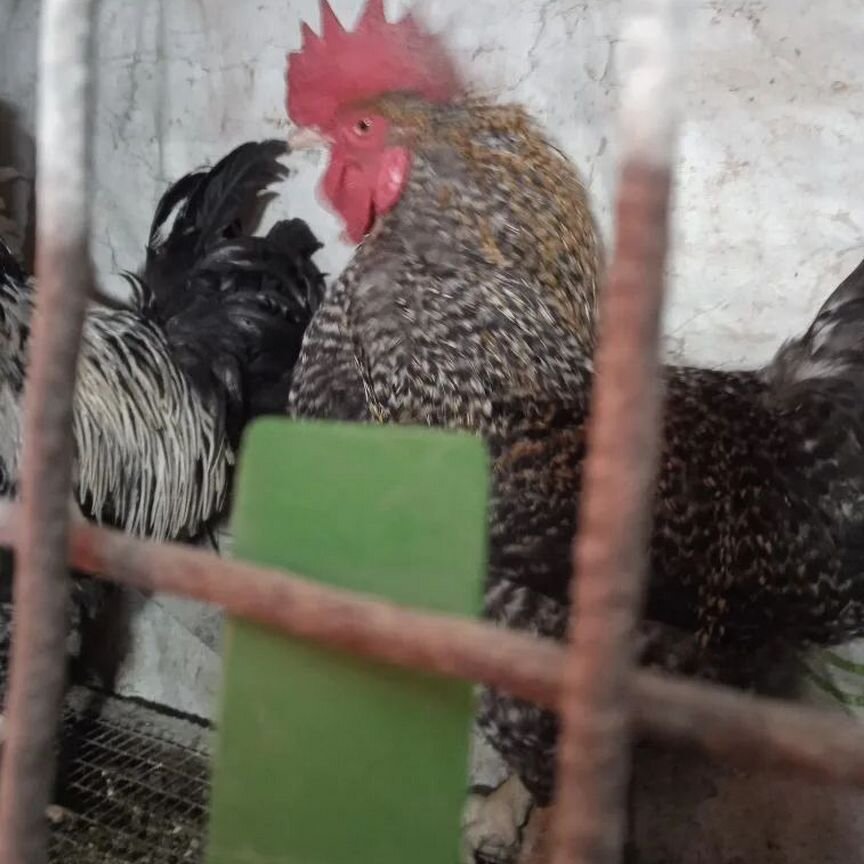 Петухи, 10 месяцев