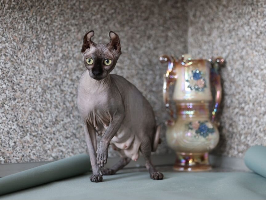 Канадский сфинкс эльф