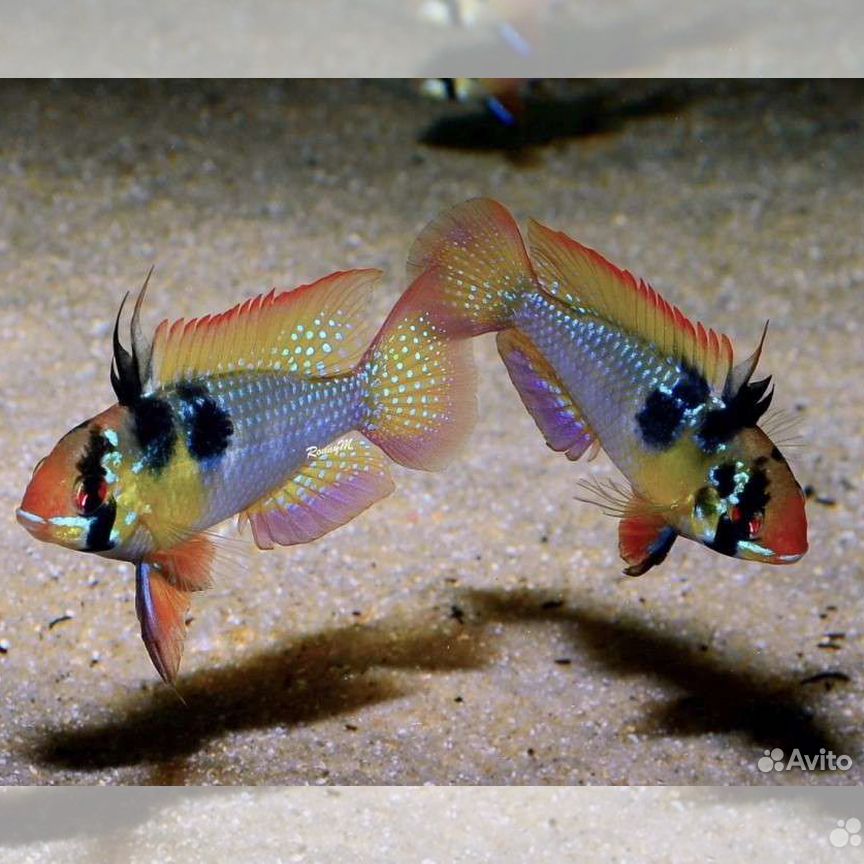 Апистограма бабочка и 100видов других рыбок