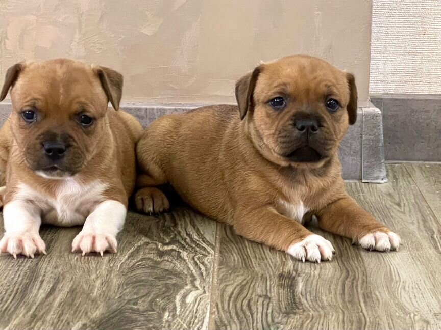 Стаффордширский бультерьер щенки