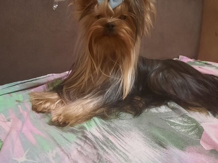 Йоркширский терьер мини щенок