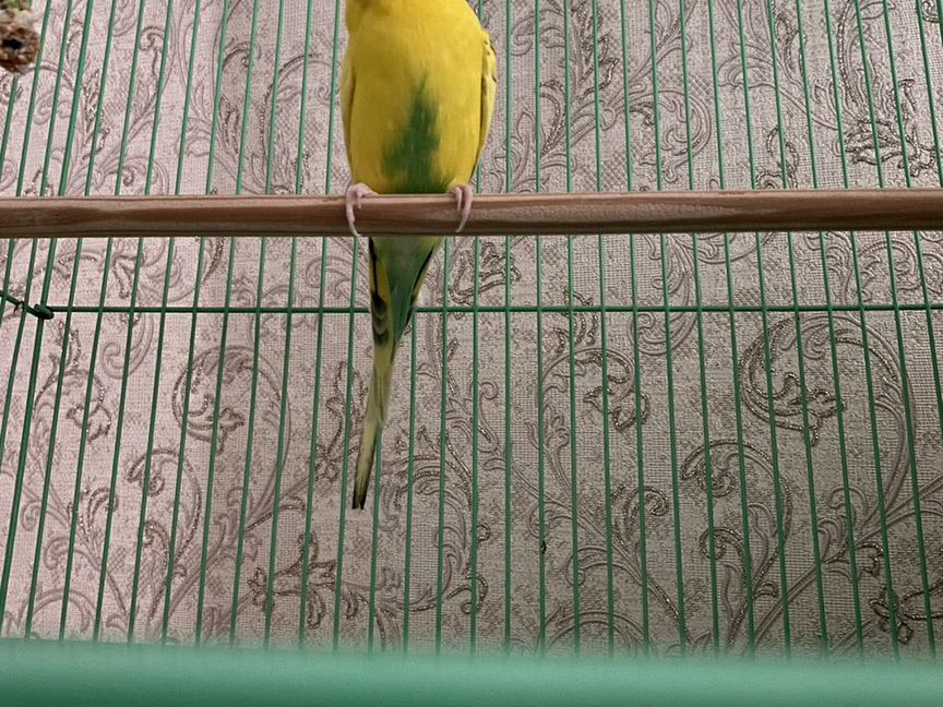 Волнистый попугай с клеткой