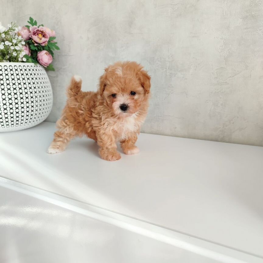 Maltipoo micro