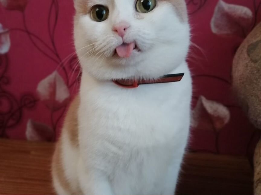 Котик Жорик ищет дом