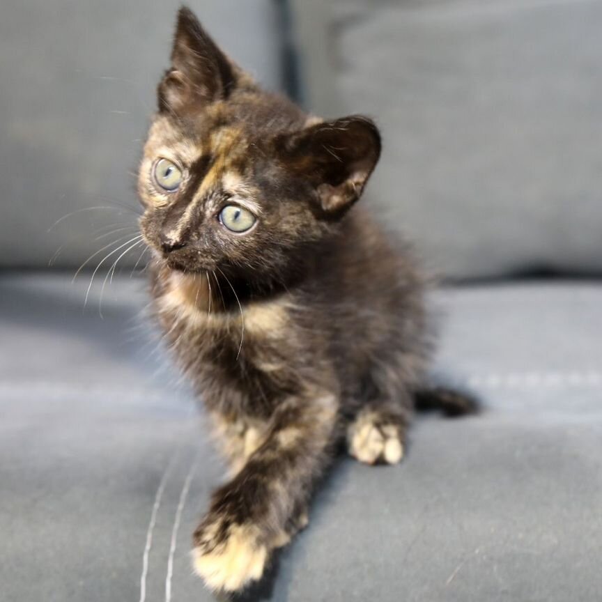 Котёнок от частного владельца