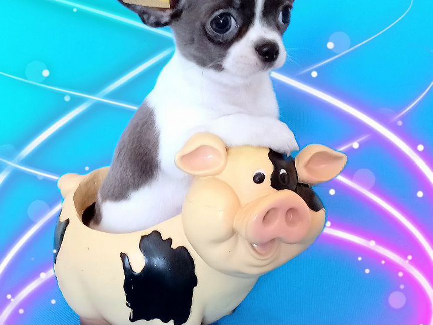 Бело голубая чишка