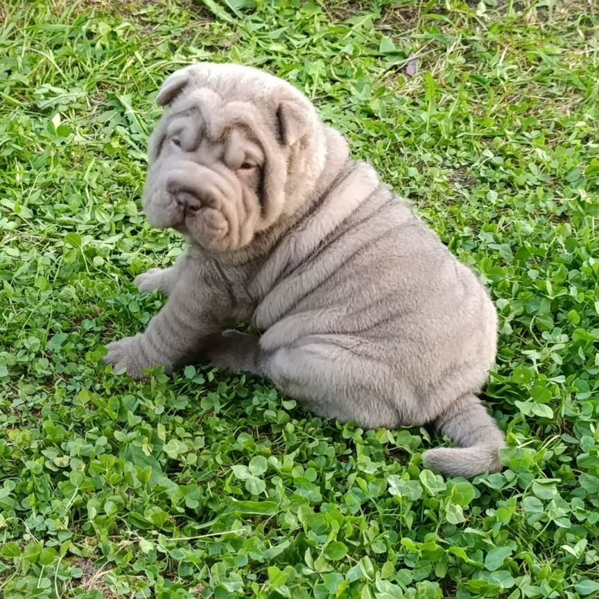 Щенки шарпея