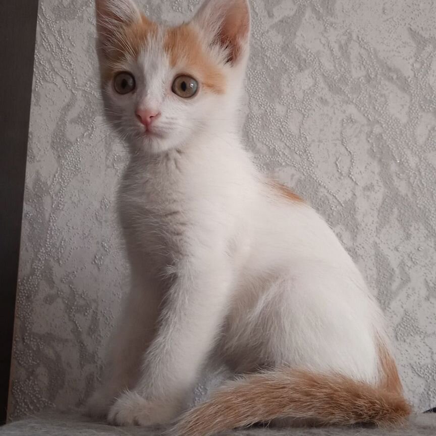 Котёнок - невдупленок