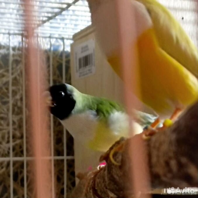 Амадины Гульда(сг пара). Корелла нимфа говорящий