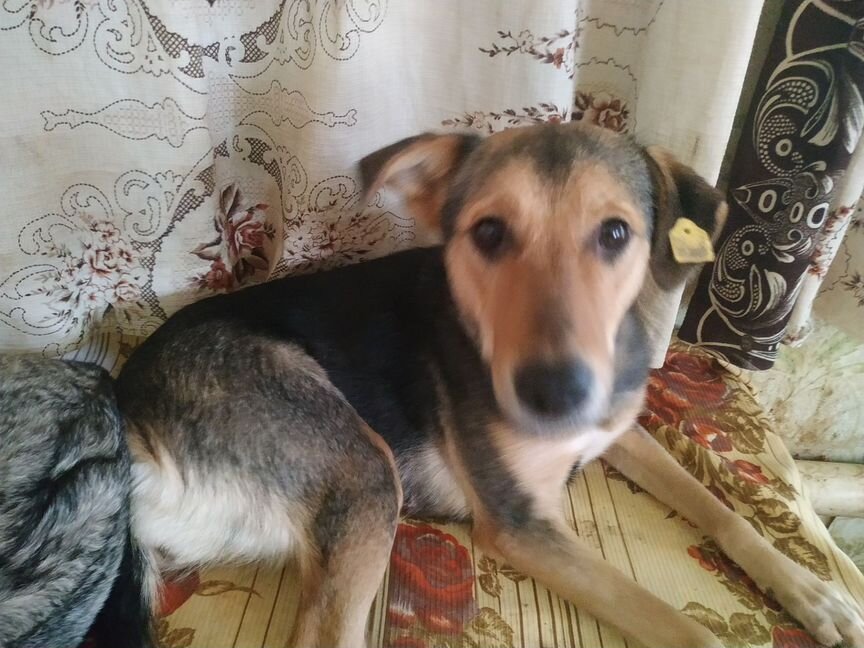 Собачки