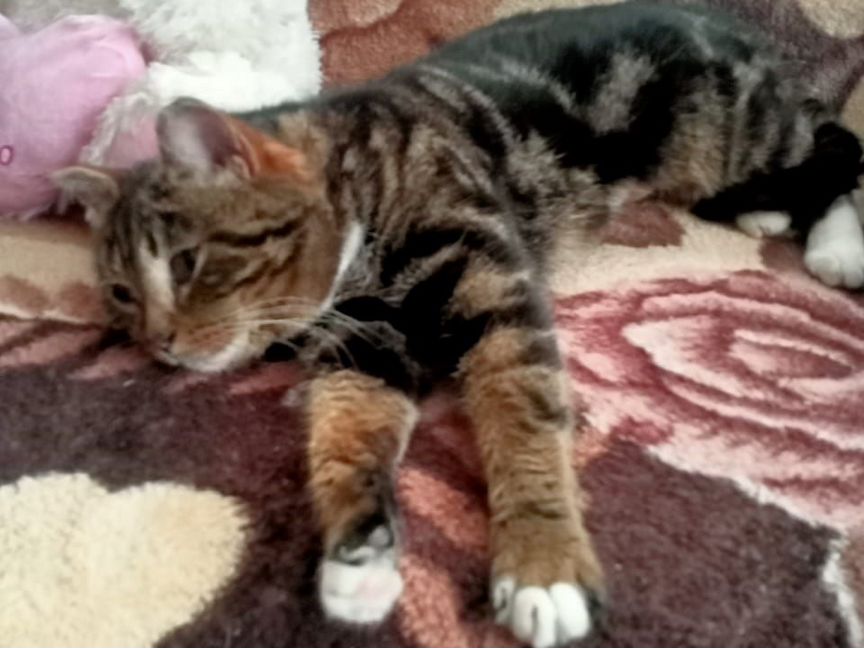 Кошка