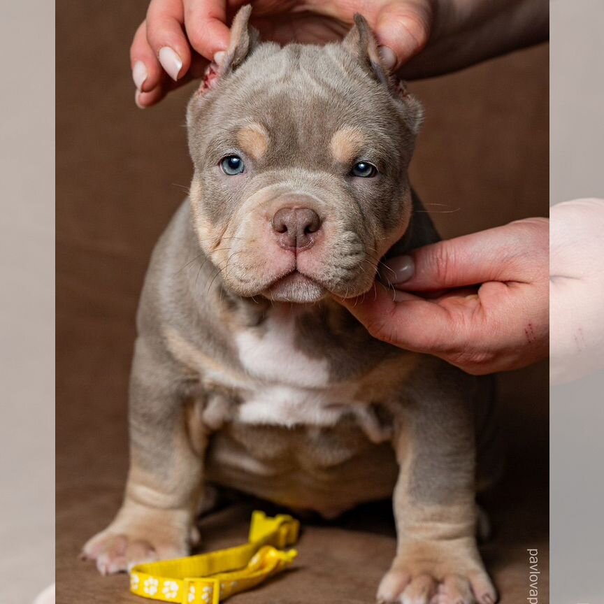 Американский булли, щенок